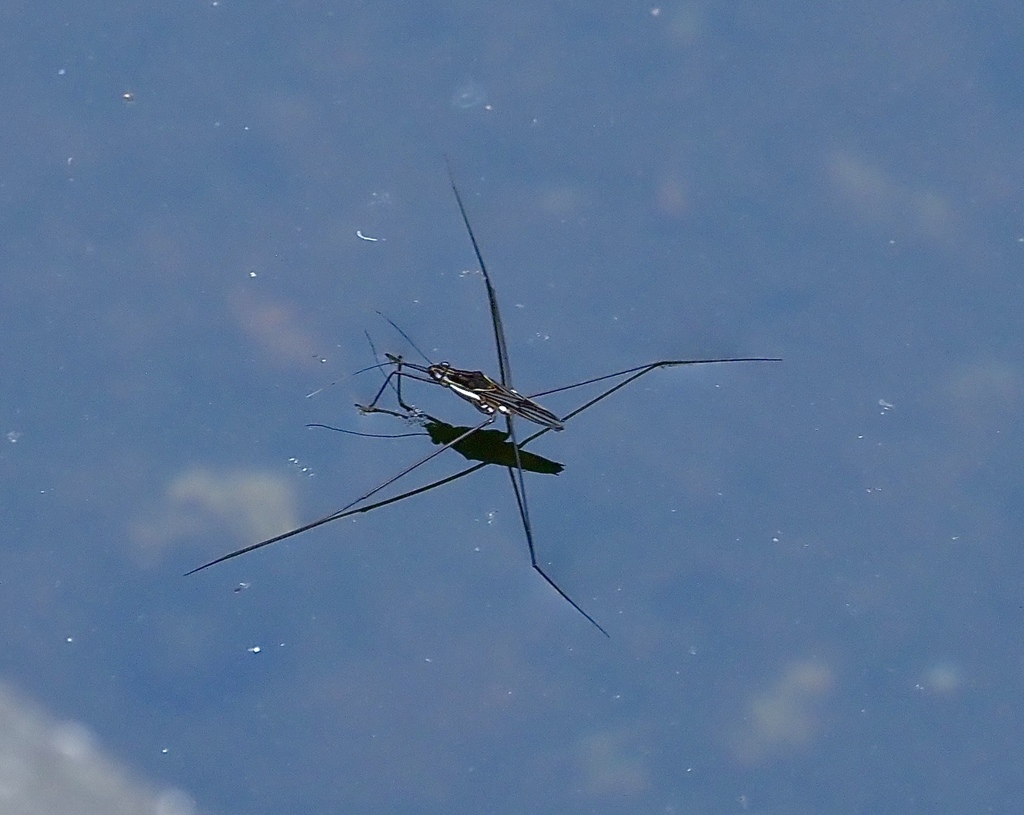 Limnometra from Krong Siem Reap, Cambodia on February 17, 2026 at 09:59 ...
