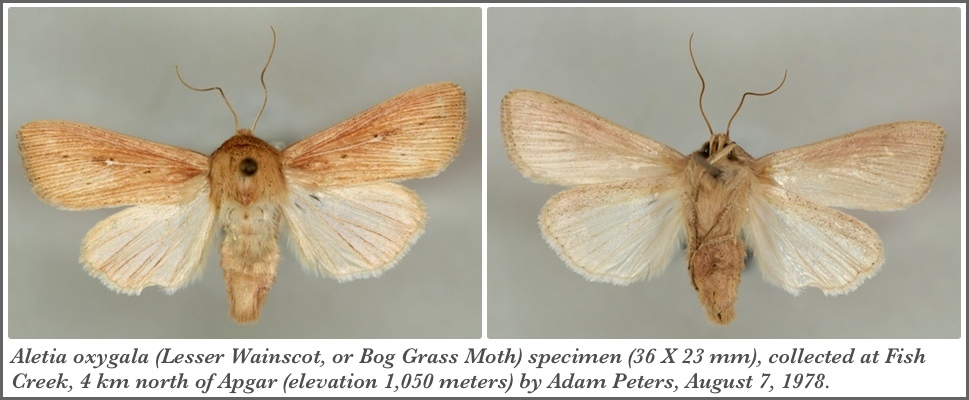 Lesser Wainscot Moth (Glacier National Park Butterflies and Moths ...