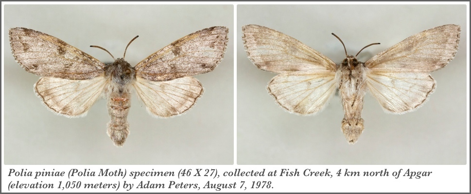 Polia Moth (Glacier National Park Butterflies and Moths) · iNaturalist