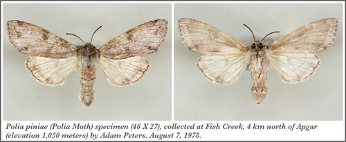 Polia Moth (Glacier National Park Butterflies and Moths) · iNaturalist