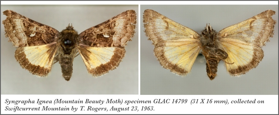 Mountain Beauty Moth (Glacier National Park Butterflies and Moths ...