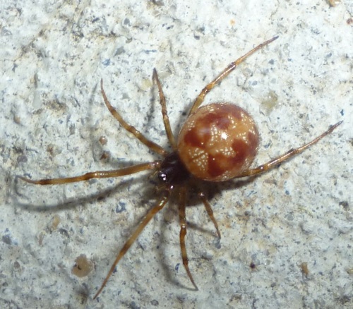 Triangulate Comb-foot (Brandeis University Species) · iNaturalist