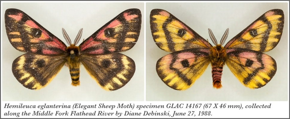 Sheep Moth