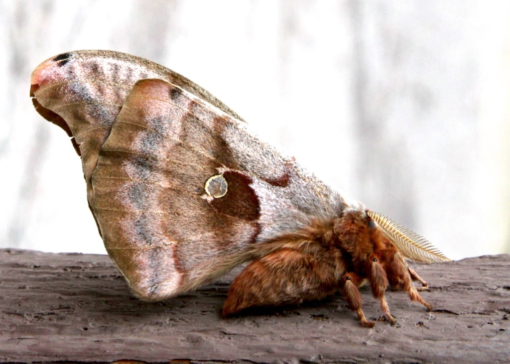 Polyphemus Moth (Glacier National Park Butterflies and Moths) · iNaturalist