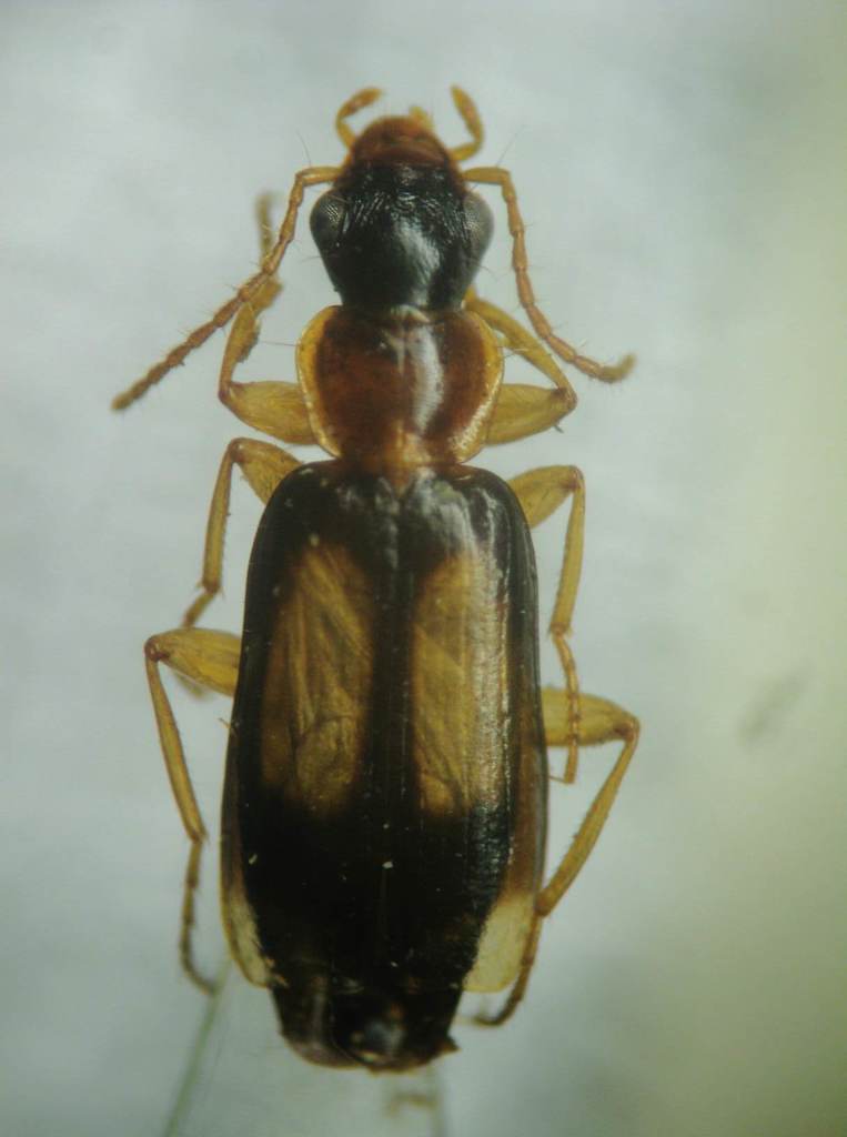 Dromius semiplagiatus from г. Геленджик, Краснодарский край, Россия on ...