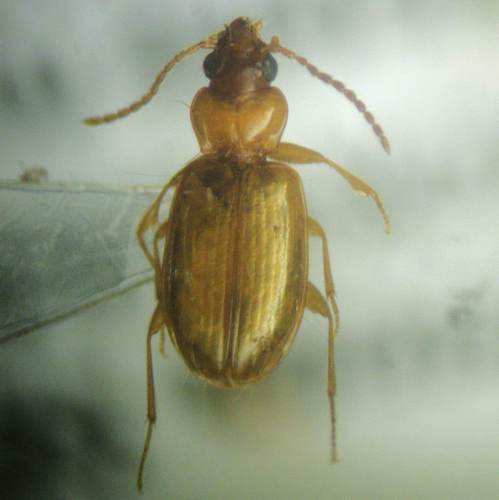 Tachys micros · iNaturalist