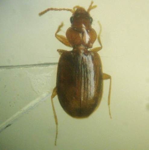 Tachys cardioderus · iNaturalist