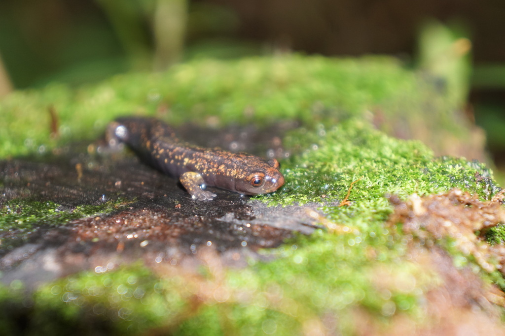 Millville Mushroomtongue Salamander from San José Province, Copey ...