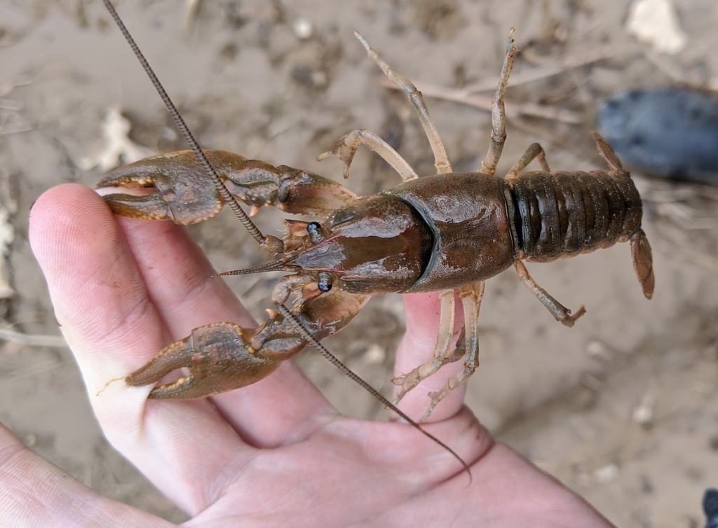 Big Water Crayfish from Quick, WV 25045, USA on February 17, 2020 at 04 ...