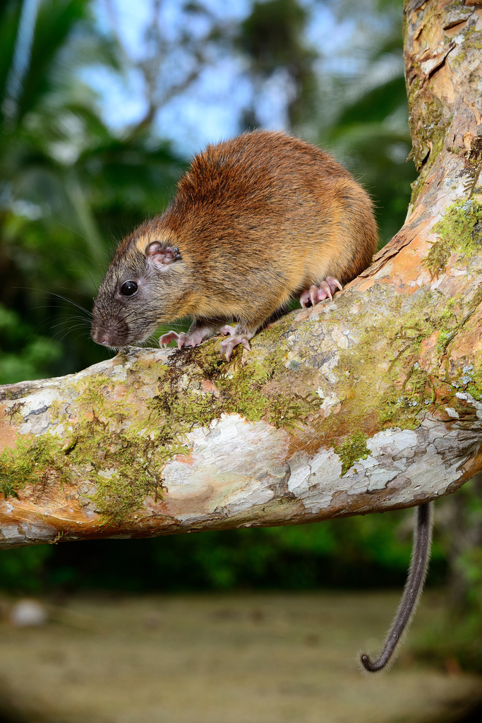 Rufous Soft-furred Spiny Rat from San Carlos, NI-SJ, NI on January 28 ...