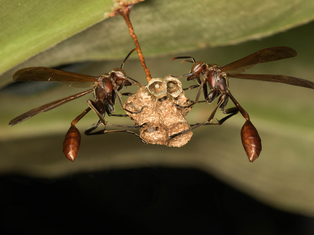 Long-waisted Paper Wasps from Right side of River, Tambopata, Puerto ...