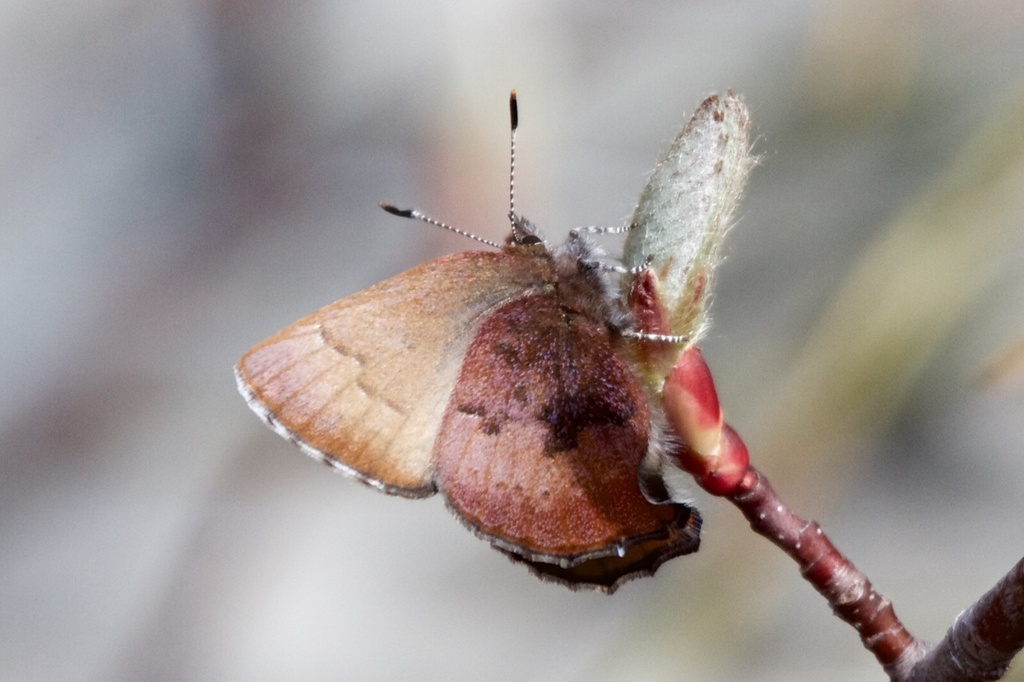 Brown Elfin (Glacier National Park Butterflies and Moths) · iNaturalist