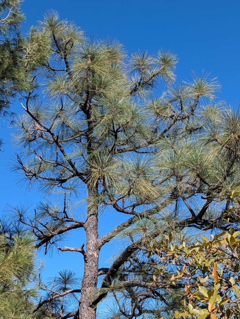 Apache pine from Santa Cruz County, AZ, USA on February 18, 2026 at 10: ...