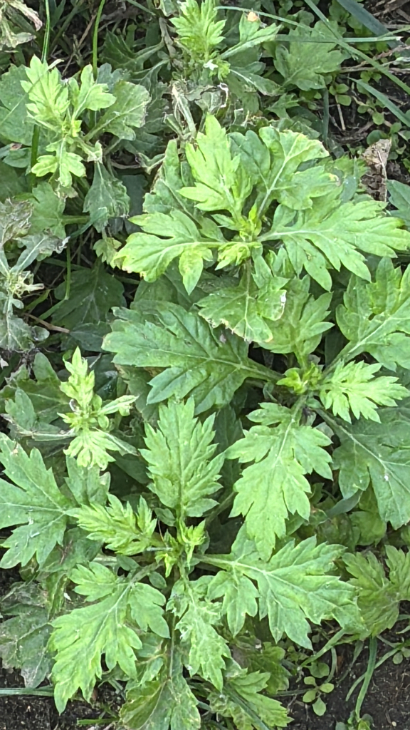 common mugwort from Main St, Burlington, VT, US on September 29, 2025 ...