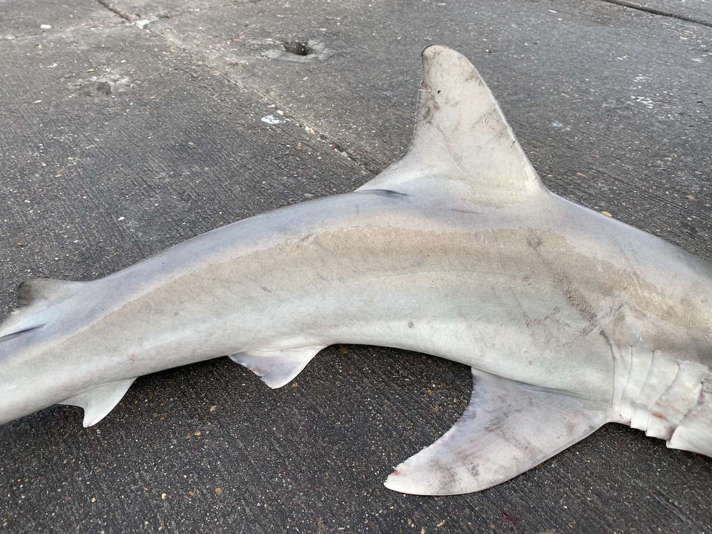 Finetooth Shark in February 2020 by Rich Logan · iNaturalist
