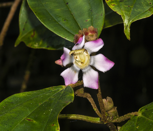 Blakea calcarata · iNaturalist