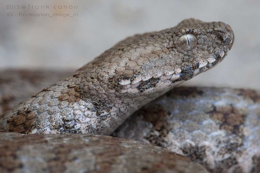 Cyclades Blunt-nosed Viper in May 2015 by Frank Deschandol · iNaturalist