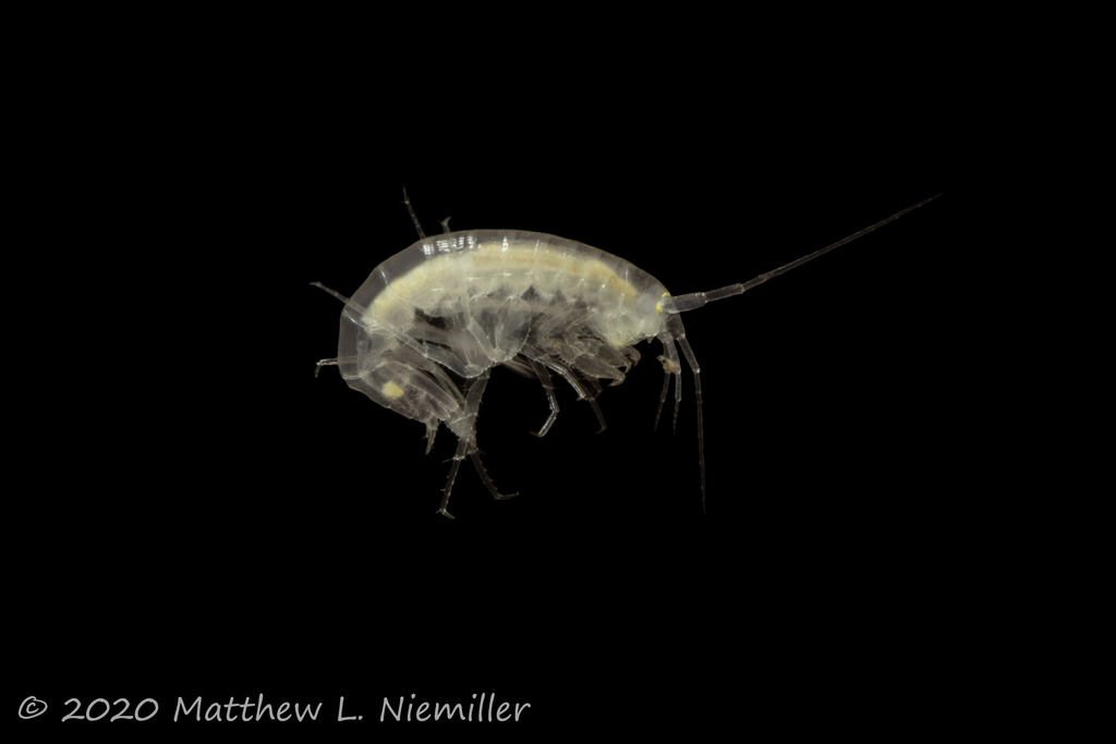 Appalachian Valley Cave amphipod from Fort Payne, AL, USA on February ...