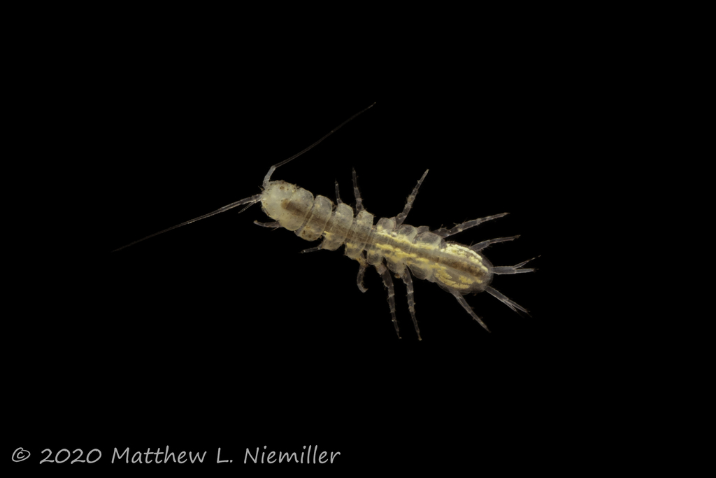 Tennessee Valley Cave Isopod from Fort Payne, AL, USA on February 17 ...