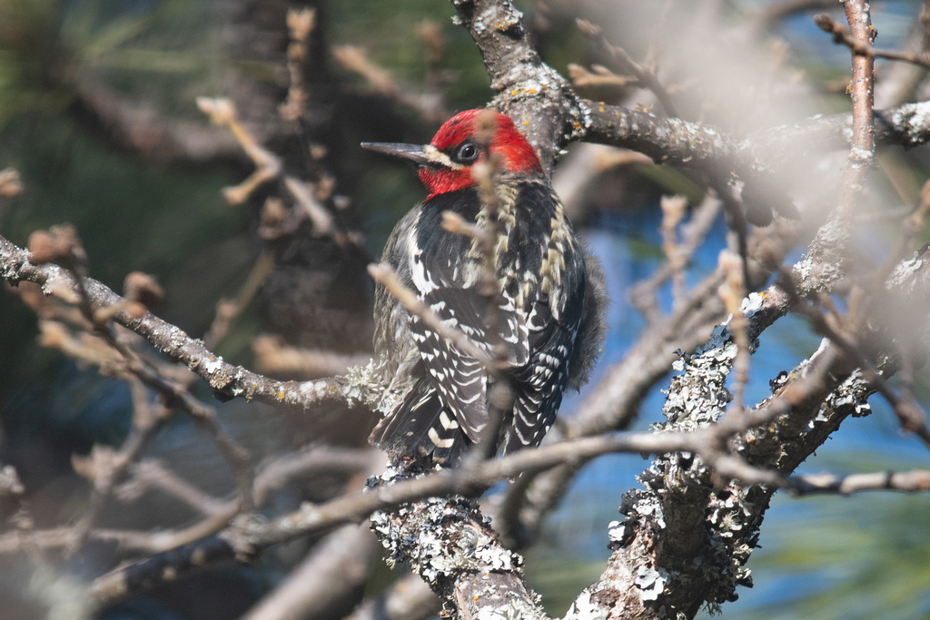 Red-breasted Sapsucker from Catherine Creek, Washington, USA on ...