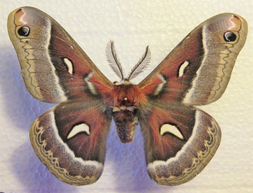 Ceanothus Silk Moth (Moths of Montana, USA) · iNaturalist