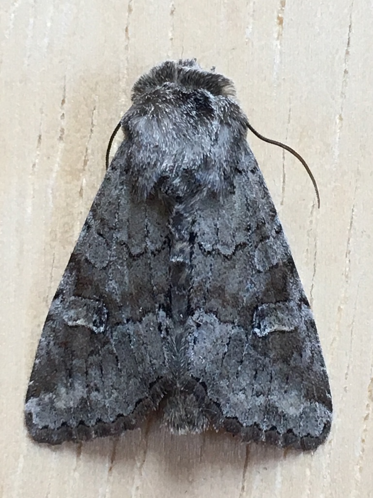 Bordered Apamea Moth (Noctuid Moths of Montana, USA) · iNaturalist