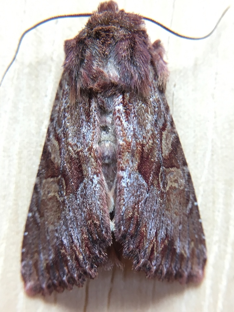 Apamea antennata (Noctuid Moths of Montana, USA) · iNaturalist