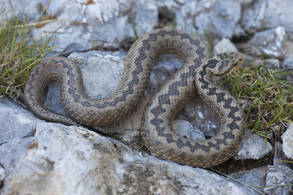 Greek Viper in June 2016 by Frank Deschandol · iNaturalist