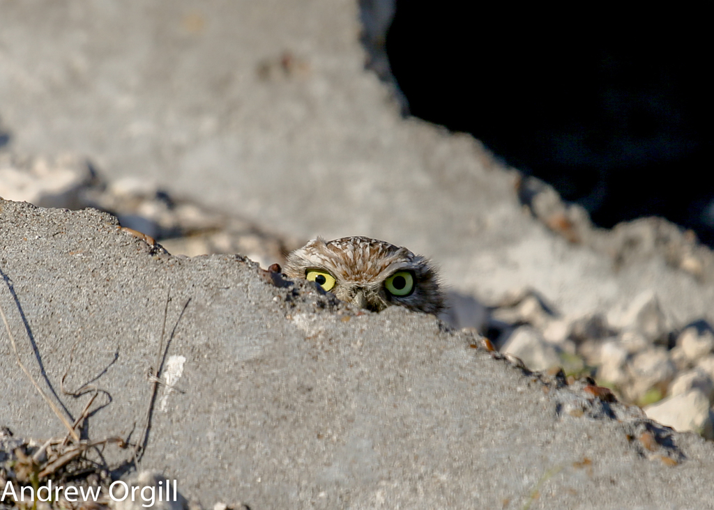 Burrowing Owl in February 2017 by Andrew Orgill · iNaturalist