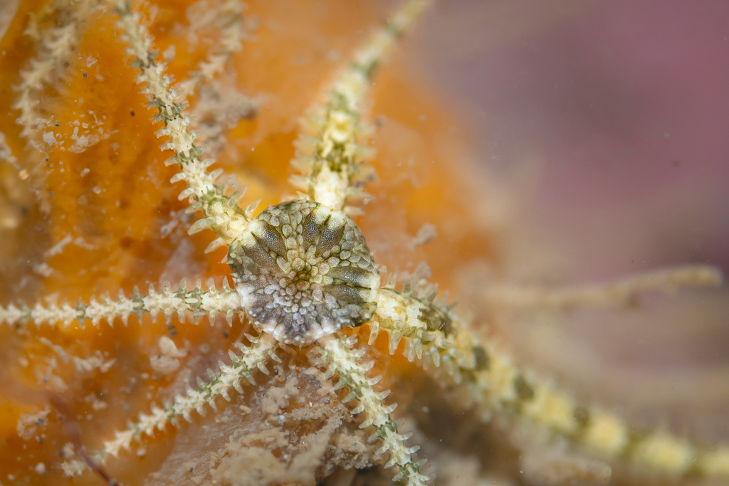 Little Six-arm Brittle Star from Murud rural, Maharashtra, India on May ...