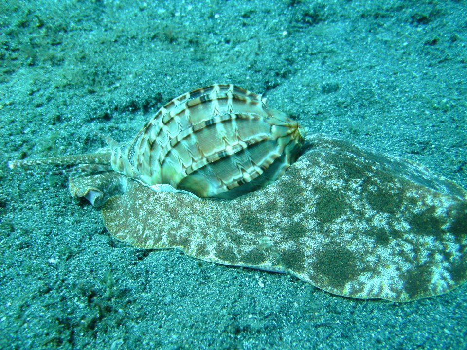 Harpa major from Manado City, North Sulawesi, Indonesia on August 17, 2012 by Kieran Cox ...