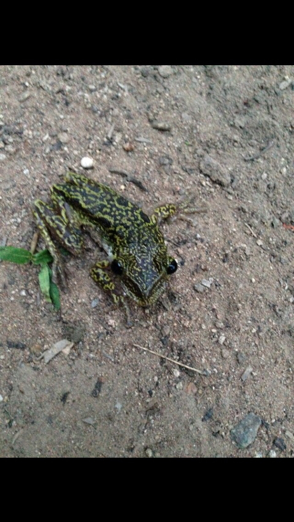 Duck-billed Tree Frog from Calle Hermenegildo Galeana, Poturo, MICH, MX ...