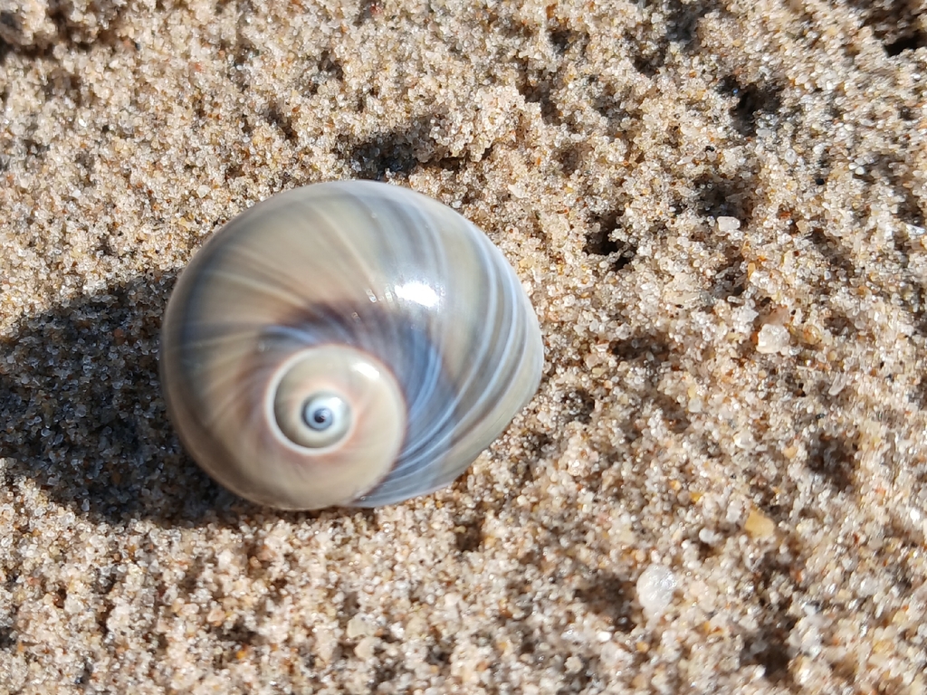 Bladder Moon Snail from Yorkeys Knob QLD, Australia on February 21 ...