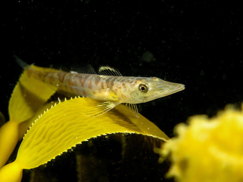Icefishes and allies (Suborder Notothenioidei) · iNaturalist