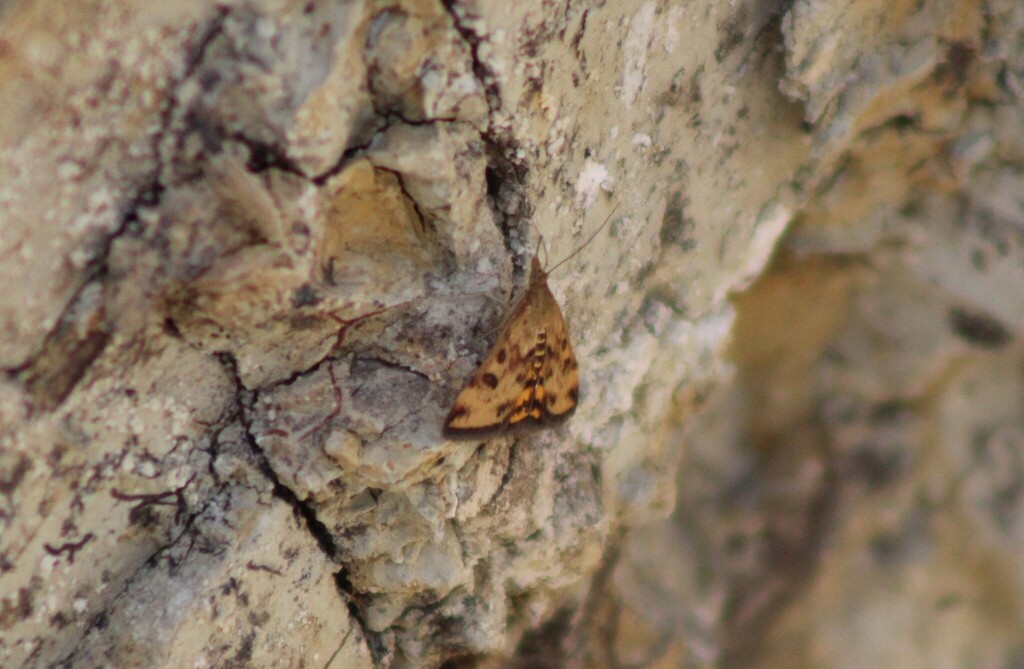 Mottled Pyrausta Moth from Nuevo Centro Metropolitano de Saltillo ...