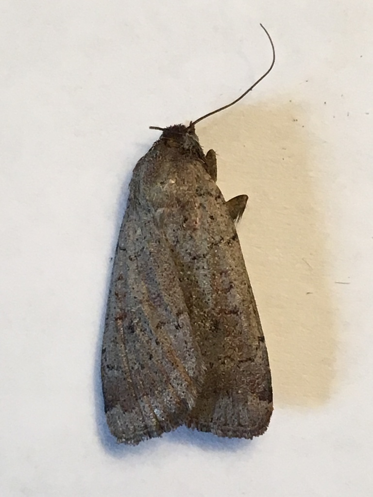 Red-breasted Dart (Noctuid Moths of Montana, USA) · BioDiversity4All