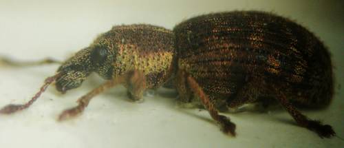 Dyslobus variegatus · iNaturalist
