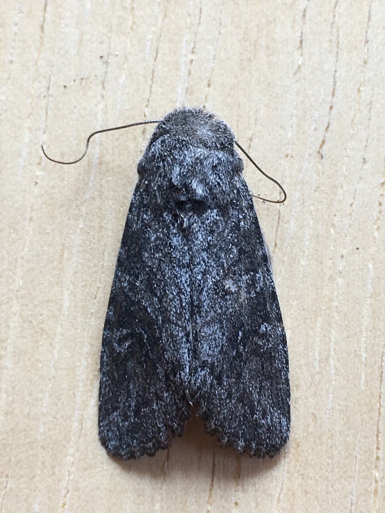 Citrus Cutworm (Noctuid Moths of Montana, USA) · iNaturalist