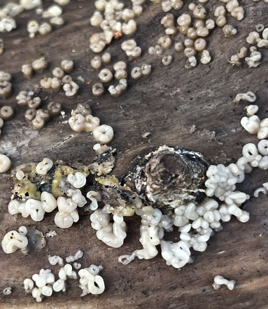 Helicogloea compressa from Five Mile Woods Forest Preserve, Yardley, PA ...