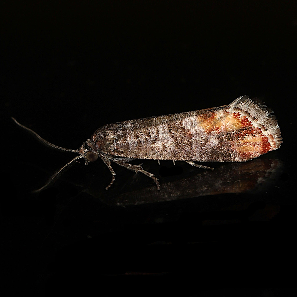 Red Pine Tip Moth from Dickson County, TN, USA on February 20, 2026 at ...