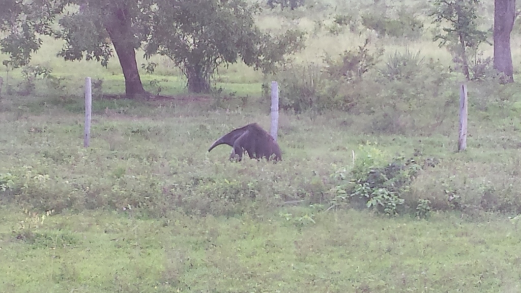 Giant Anteater in January 2015 by André Zambolli · iNaturalist