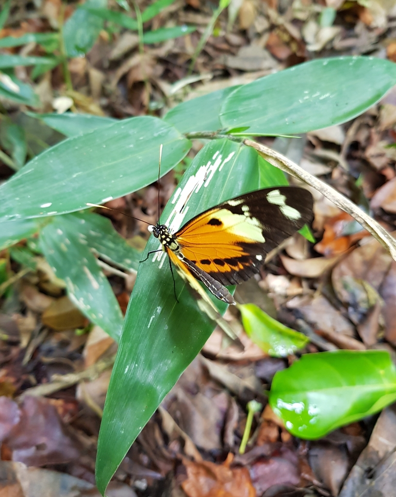 Numata longwing from Ibiraçu - ES, Brasil on 10 February, 2019 at 11:42 ...