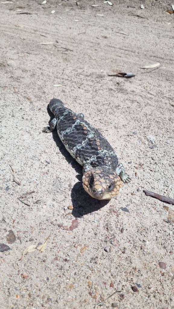Southwestern Shingleback from Dwarda WA 6308, Australia on February 22 ...