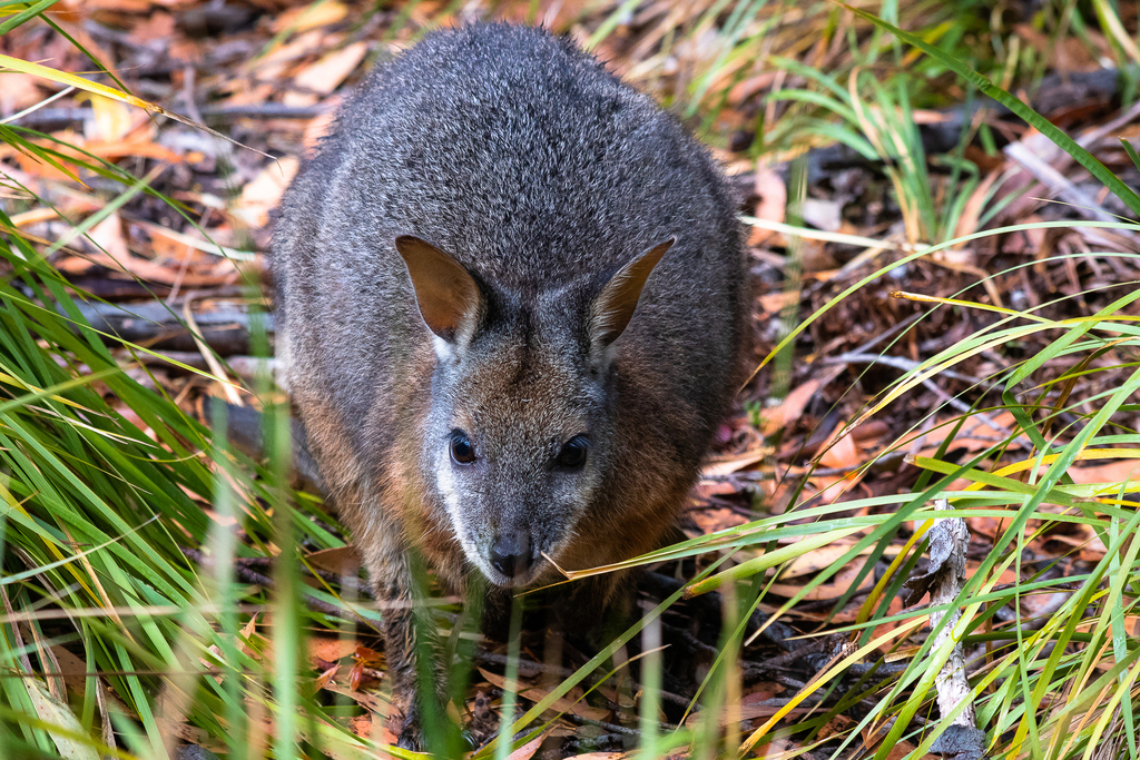 Tammar Wallaby (Notamacropus eugenii) - Know Your Mammals