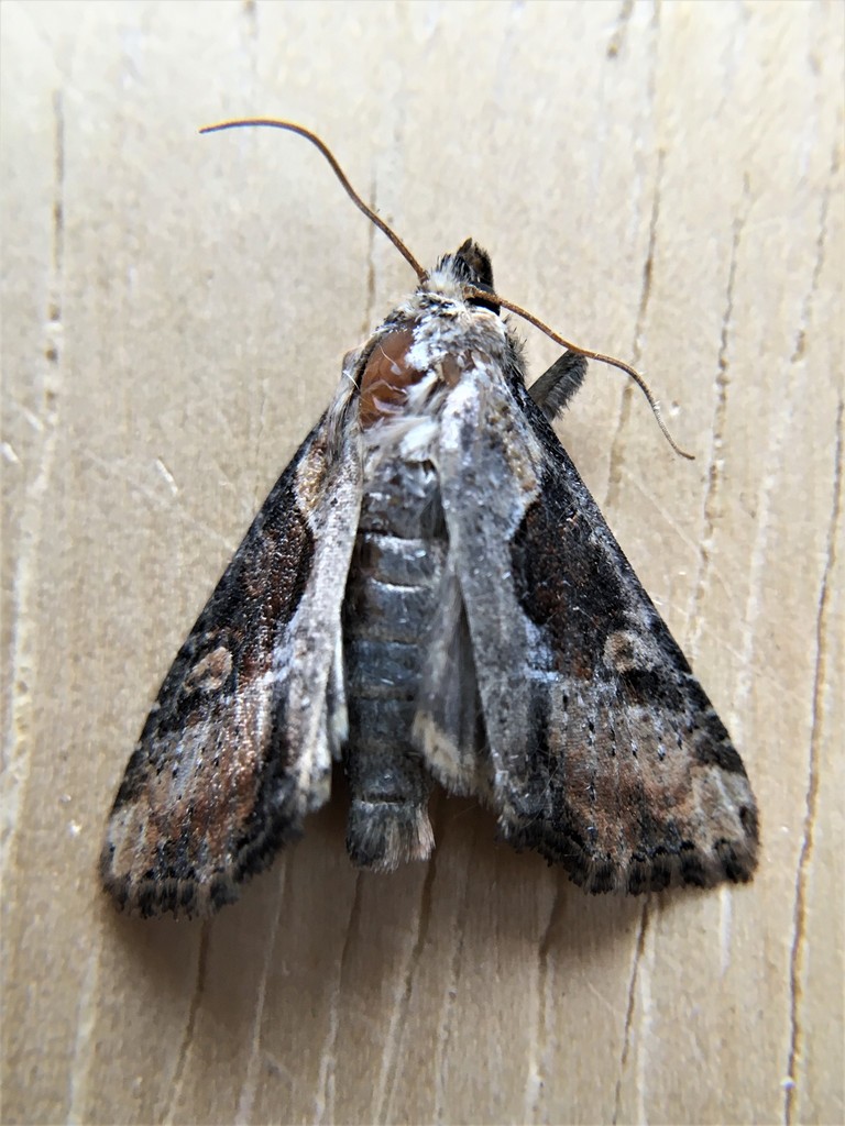 Double-lobed Moth (Noctuid Moths of Montana, USA) · iNaturalist