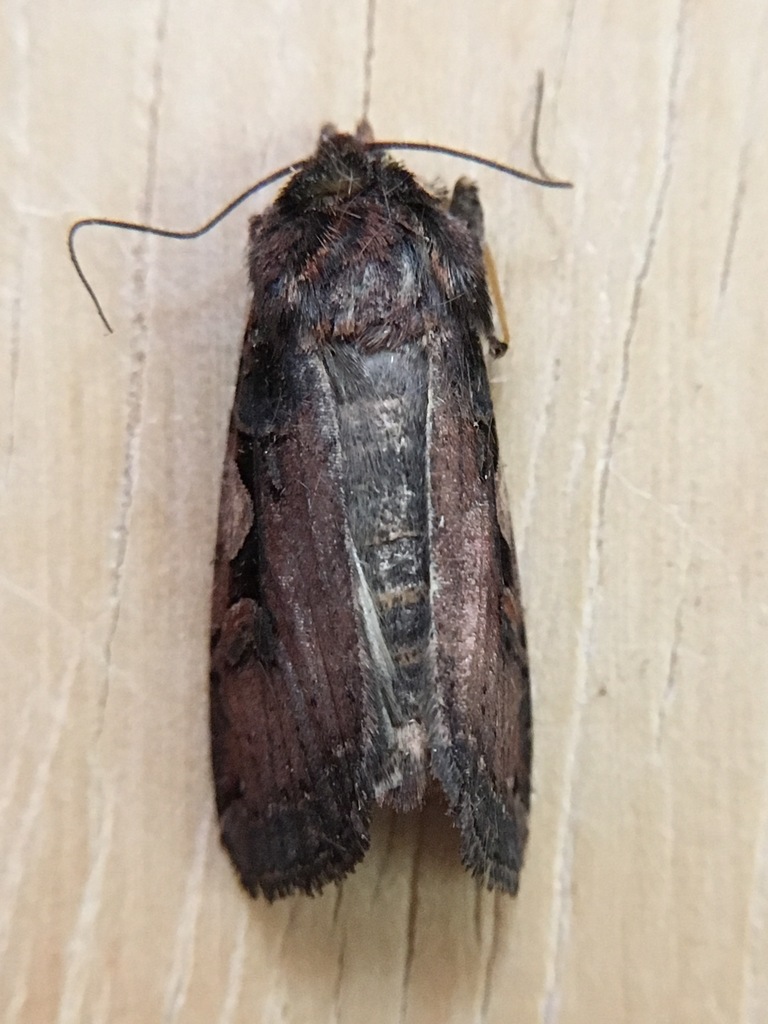 Setaceous Hebrew Character (Noctuid Moths of Montana, USA) · iNaturalist