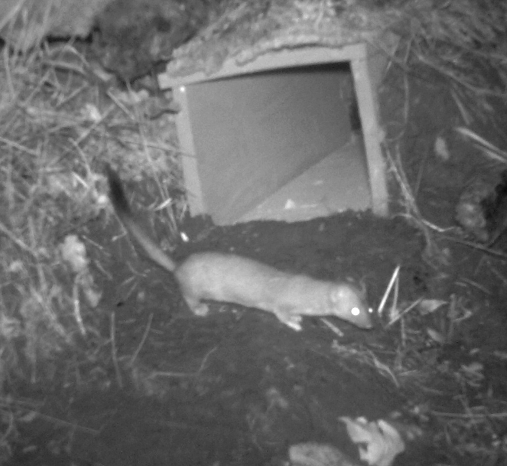 Long-tailed Weasel from Schuylerville, NY 12871, USA on October 13 ...