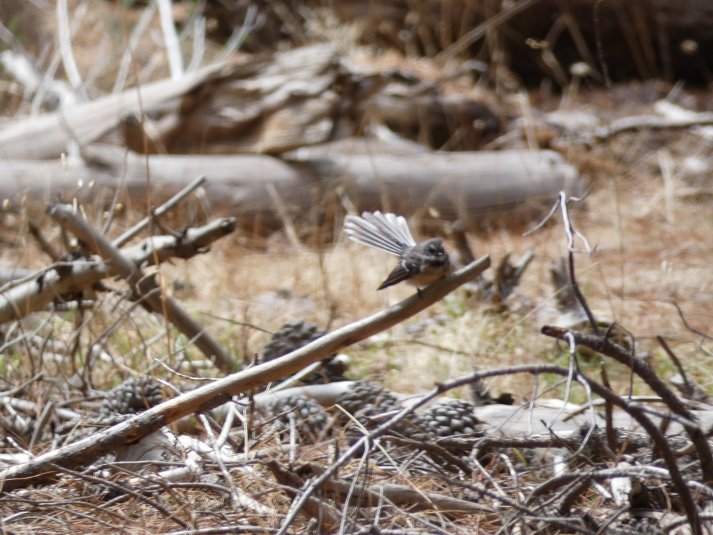 Grey Fantail from Tower Hill Track, Mount Crawford, SA, AU on February ...