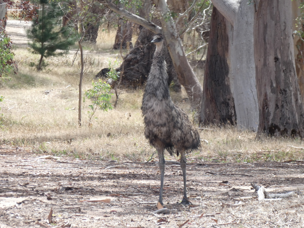 Emu from Mount Crawford Forest, Mount Crawford, SA, AU on February 20 ...