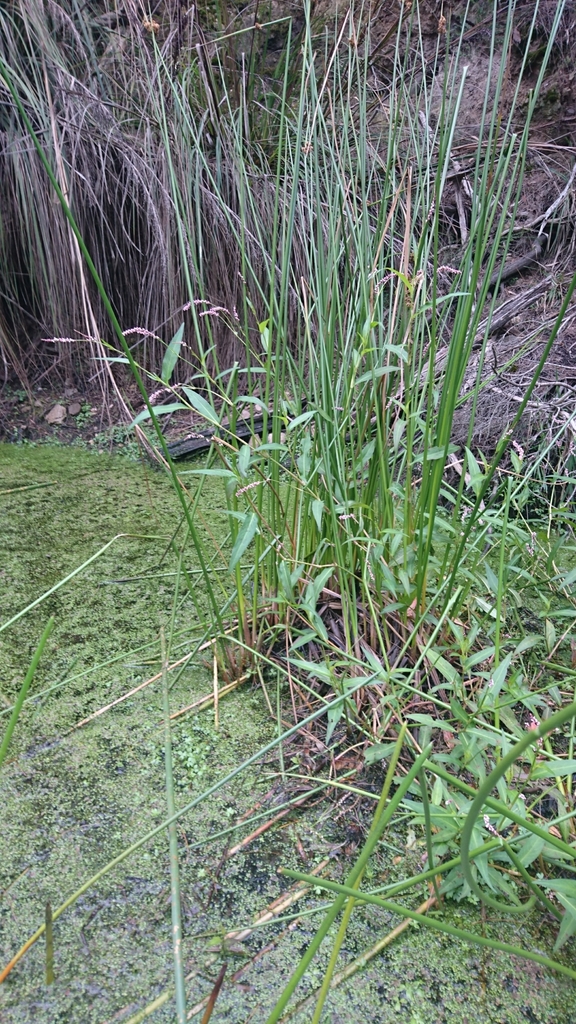 slender knotweed from Botanic Ridge VIC 3977, Australia on February 20 ...